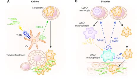 Immune Response Against Urinary Tract Infection A In Bacterial