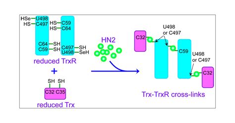 Thioredoxin Cross Linking By Nitrogen Mustard In Lung Epithelial Cells