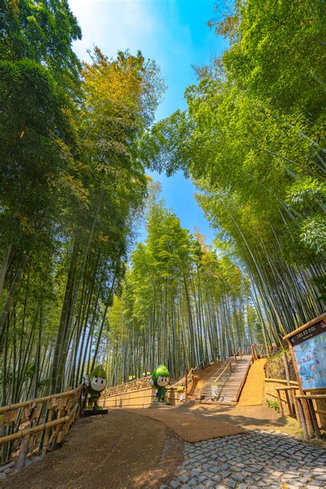 거제시 제10회 거제 맹종 대나무 축제 개최 대한경제