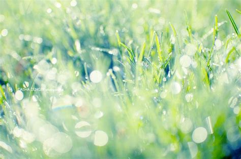 Sparkling Grass Ii By Onixa On Deviantart