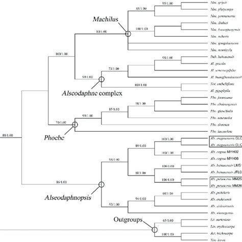 Bayesian Consensus Tree Of Its Leafy Intron Ii Combined Dataset Mp