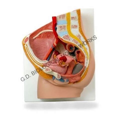 Median Section Of Female Pelvis Model At Best Price In Ambala