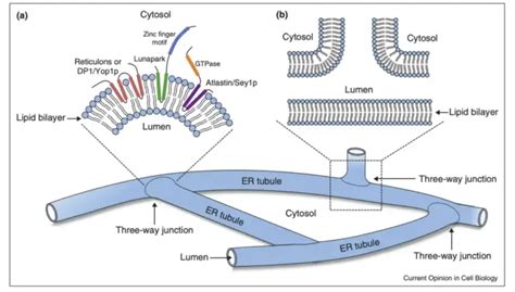 Endoplasmic Reticulum ER Structure Functions And Diagram Biology