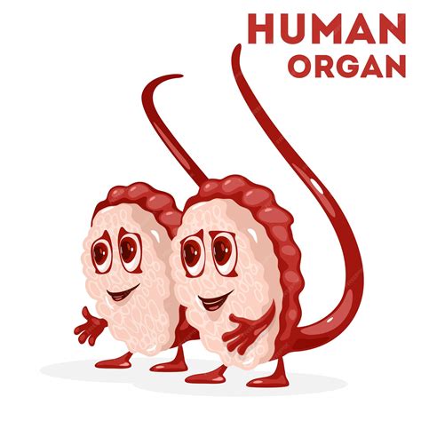 Human Male Reproductive System Animation