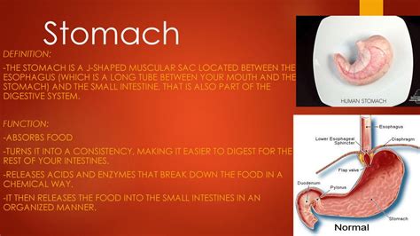 Small Intestine Definition