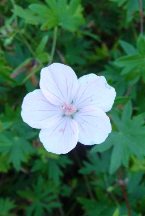 Geranium (Geranium sanguineum 'Vision Light Pink') in the Geraniums ...