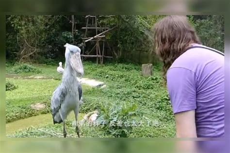 这只生物太好客了见到游客就拔毛相送自己都快秃了 都快 游客 好客