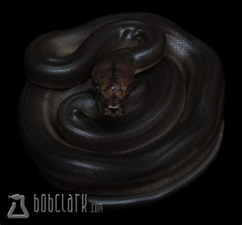 Reticulated Pythons
