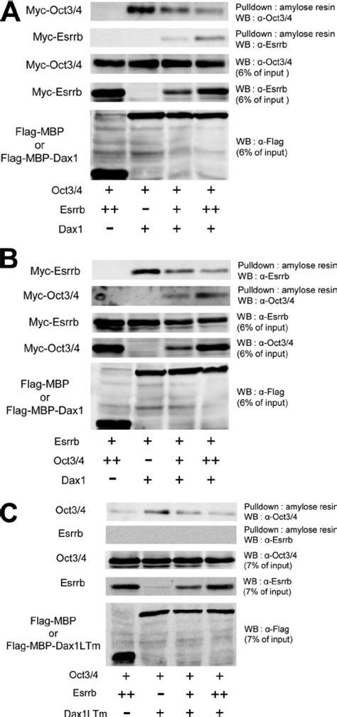 Inhibition Of Dax1 Esrrb Interaction Causes Upregulation Of Endoder
