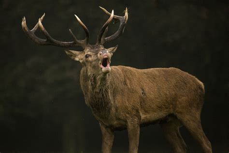 Zombie Reindeer
