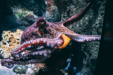 Sushi Octopus