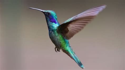 El significado de que aparezca un colibrí en tu ventana Trending México