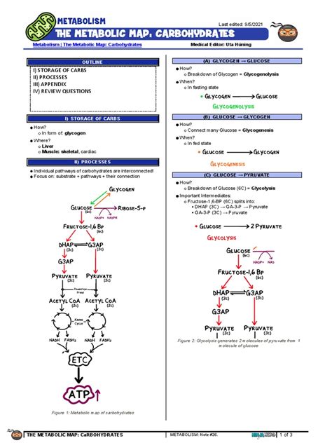 The Metabolic Map Carbohydrates Atf Pdf Metabolism Glycolysis