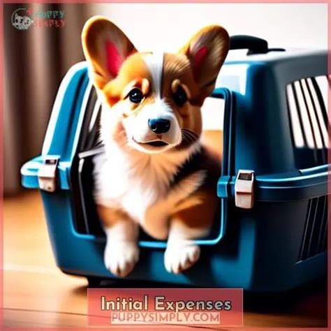 How Much Do Corgi Puppies Cost In 2024 Price Breakdown For New Owners