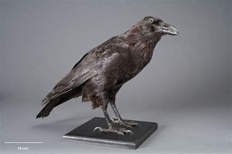 Chatham Raven Maker Scratchpad Youtube Wiki Fandom