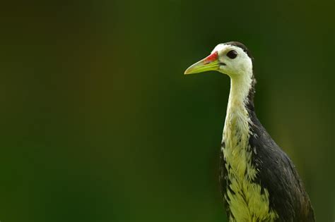 자연이 있는 하얀 가슴의 물암은 남아시아와 동남아시아전역에 널리 분포되어 있는 레일과 크레이크 가족의 물새입니다 0명에 대한 스톡 사진 및 기타 이미지 Istock