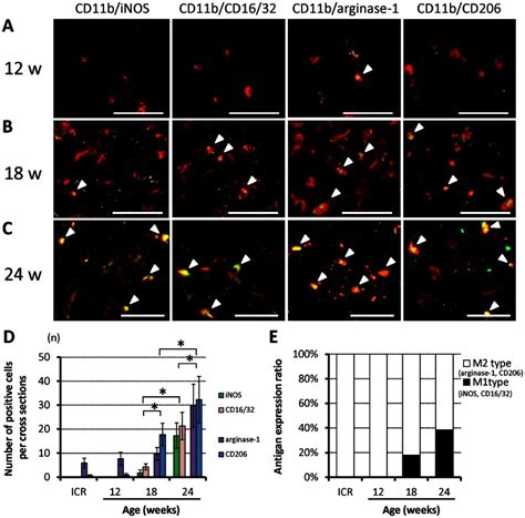 Immunofluorescence Staining For The Expression Of Inos And Cd1632