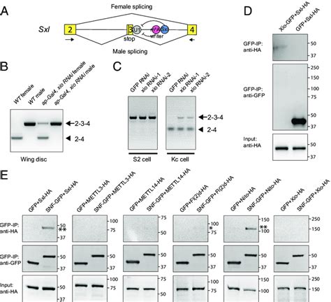 Xio Regulates Sxl Alternative Splicing And Interacts With Sxl A