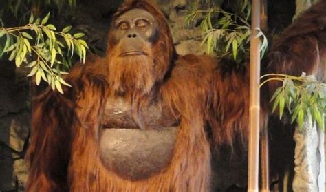 Erectile Dysfunction Was Indeed The Reason Why Gigantopithecus Went Extinct Foxpews