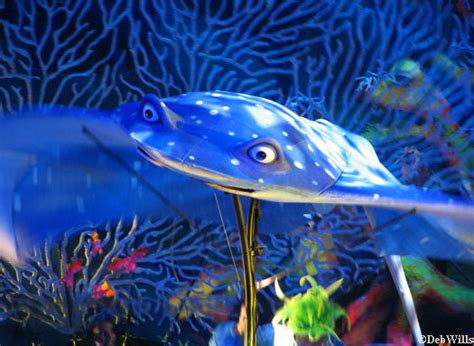 Moonfish Finding Nemo