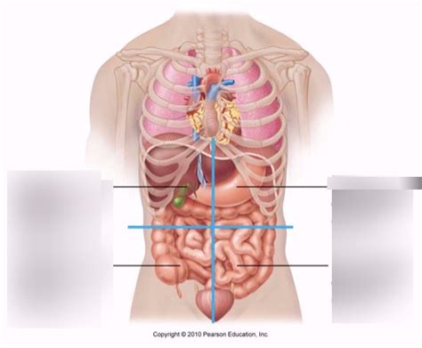 Physioanatomy Abdominopelvic Surface And Cavity Quadrants Diagram Quizlet