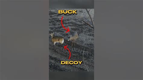 Buck Is Puzzled And Spooked By Decoy Youtube