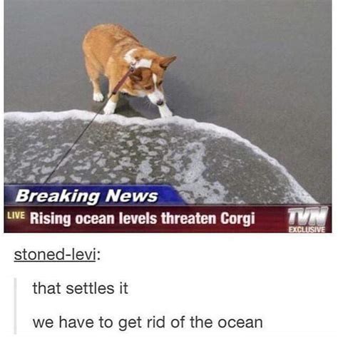 Anything For The Corgi Imgur