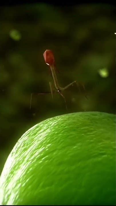 Structure And Function Of Bacteriophage Youtube