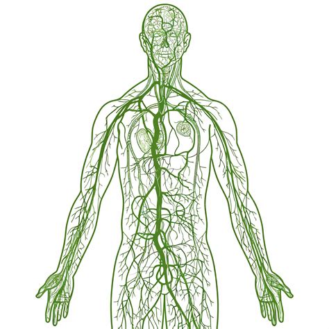 Premium Vector Lymphaticsystemvectorillustration