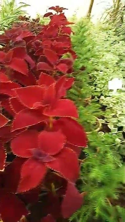 نبات السجاد Youtube