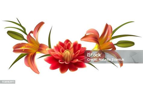 꽃 꽃 배경입니다 백합 달리아 빨간색 밝은 녹색 나뭇잎 꽃잎 격리 달리아에 대한 스톡 벡터 아트 및 기타 이미지 달리아 빨강 꽃 식물 Istock