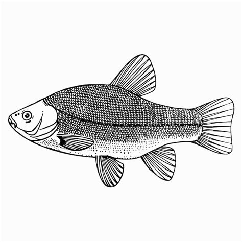 Vectores E Ilustraciones De Tenca Para Descargar Gratis Freepik