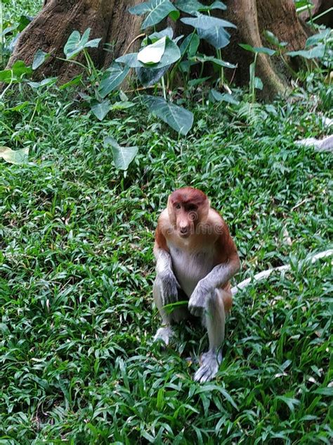 Bekantan Monkey From Kalimantan Indonesian Stock Image Image Of