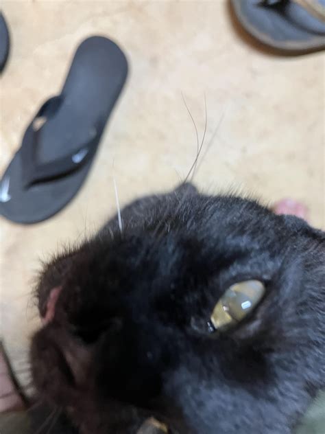 My Grandmas Cat Seems To Be Getting Glassy Looking Eyes Is He Going