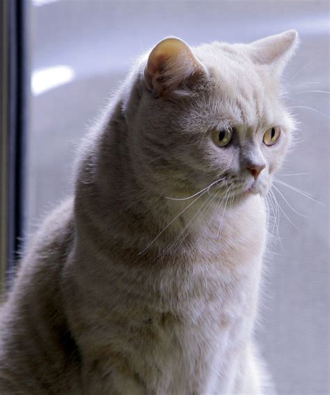 Unhappy Sadness Cat Free Photo On Pixabay Pixabay