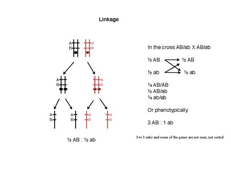 6 Linkage And Sex Determination Linkage A B A B A B A B A B In The Cross X A B A B AB Ab AB