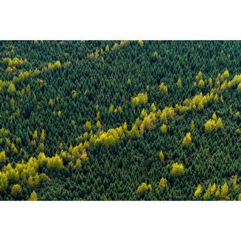Millwood Pines The Boreal Forest On Canvas By Patrick Lauzon Print