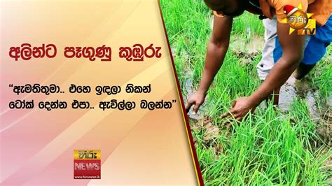අලින්ට පෑගුණු කුඹුරු ඇමතිතුමා එහෙ ඉඳලා නිකන් ටෝක් දෙන්න එපා ඇවිල්ලා බලන්න Hiru News