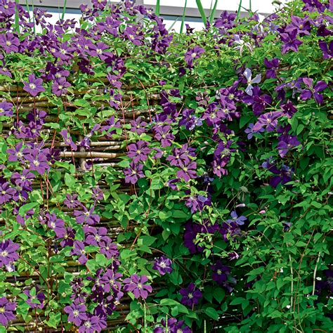 Clématite Je Jardine