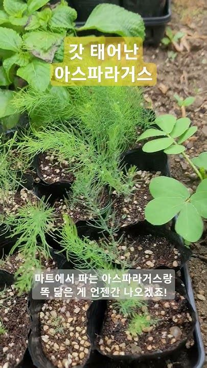 갓 태어난 아스파라거스 마트에 파는 거랑 똑 닮은 게 언젠간 나오겠죠 아스파라거스 마트 Asparagus Youtube