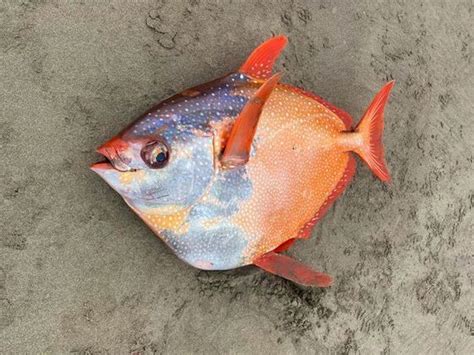 Cientistas Descobrem Raro Peixe Alaranjado Encalhado Em Praia