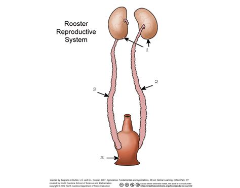 Ans1 Rooster Reproductive System Quiz
