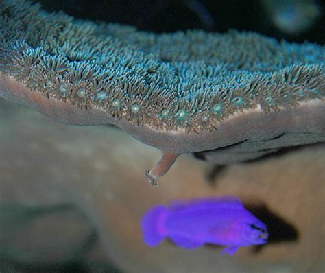 Coral Reproduction Part Two Asexual Reproductive Modes Of Captive Corals And Anemones