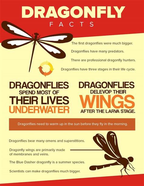 Un Biodiversity On Linkedin Which Of These Dragonfly Facts Surprises