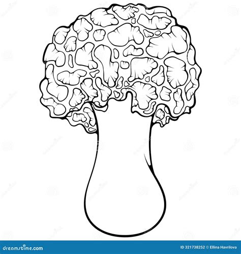 Morel Mushroom Line Art Stock Vector Illustration Of Edible 321738252