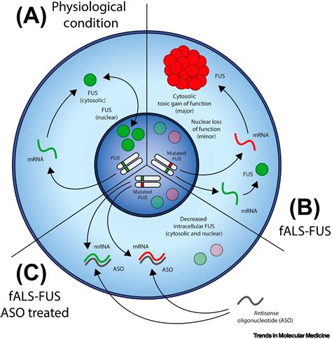 Infusing Antisense Oligonucleotides For Treating Als Trends In