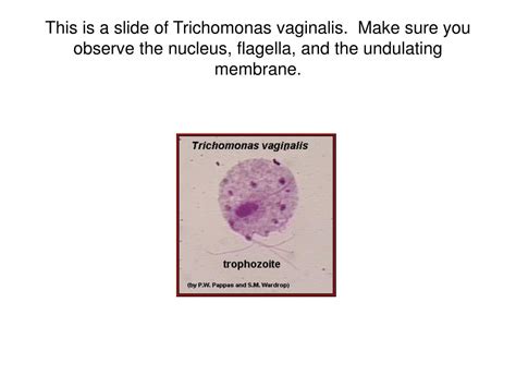 Ppt This Is A Trophozoite Of Giardia Lamblia In A Stool Specimen You