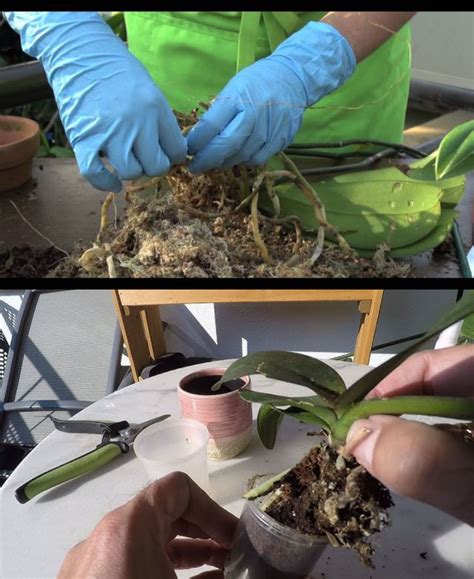 Presta atención a estas 3 señales que muestra tu orquídea conviene