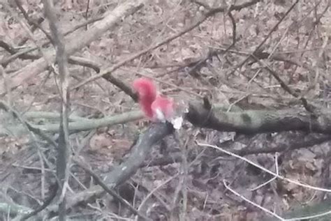 Mystery Of New York S Bright Red Painted Squirrels Solved By Officials