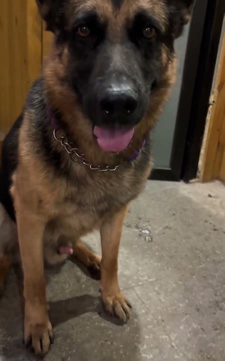 德牧：宝宝要生气了！ Youtube